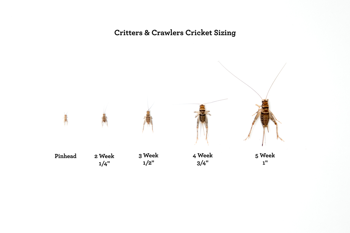 Life Cycle of a Cricket – Critters and Crawlers