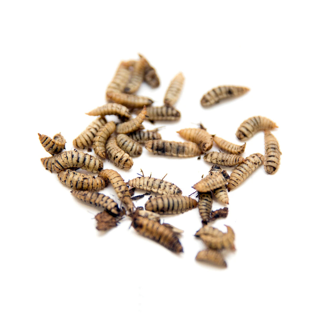 Live BSFL Black Soldier Fly Larvae (medium size) – Critters and Crawlers