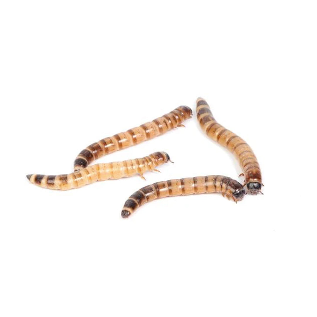 Live Superworms - 10,000 count – Critters and Crawlers